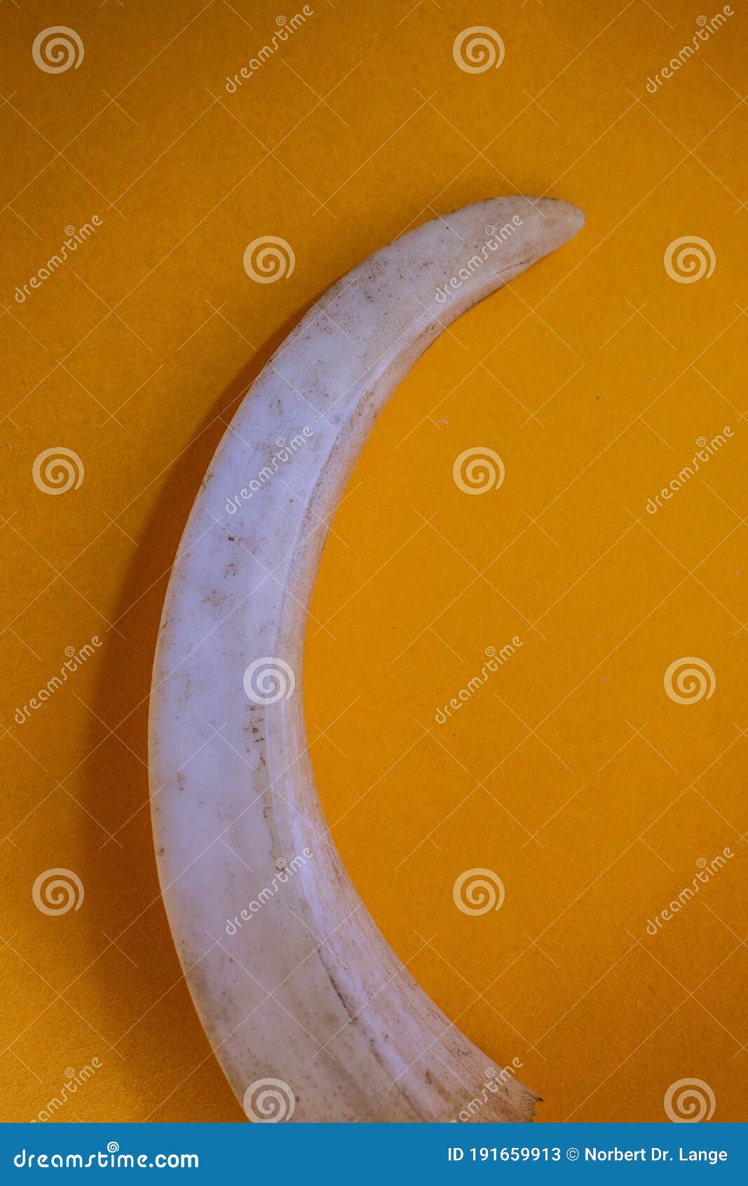 Wild boar tusks as canines stock image. Image of canines - 191659913