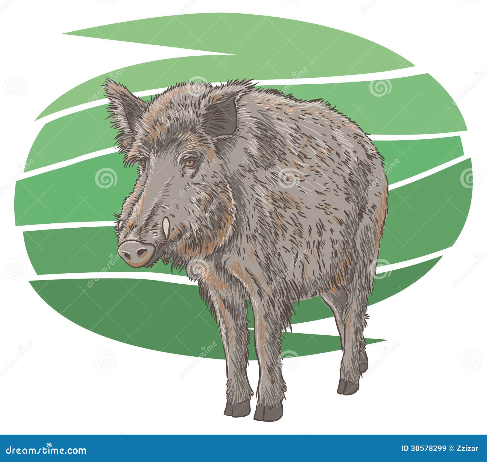 Wild Boar stock vector. Illustration of grey, forest - 30578299