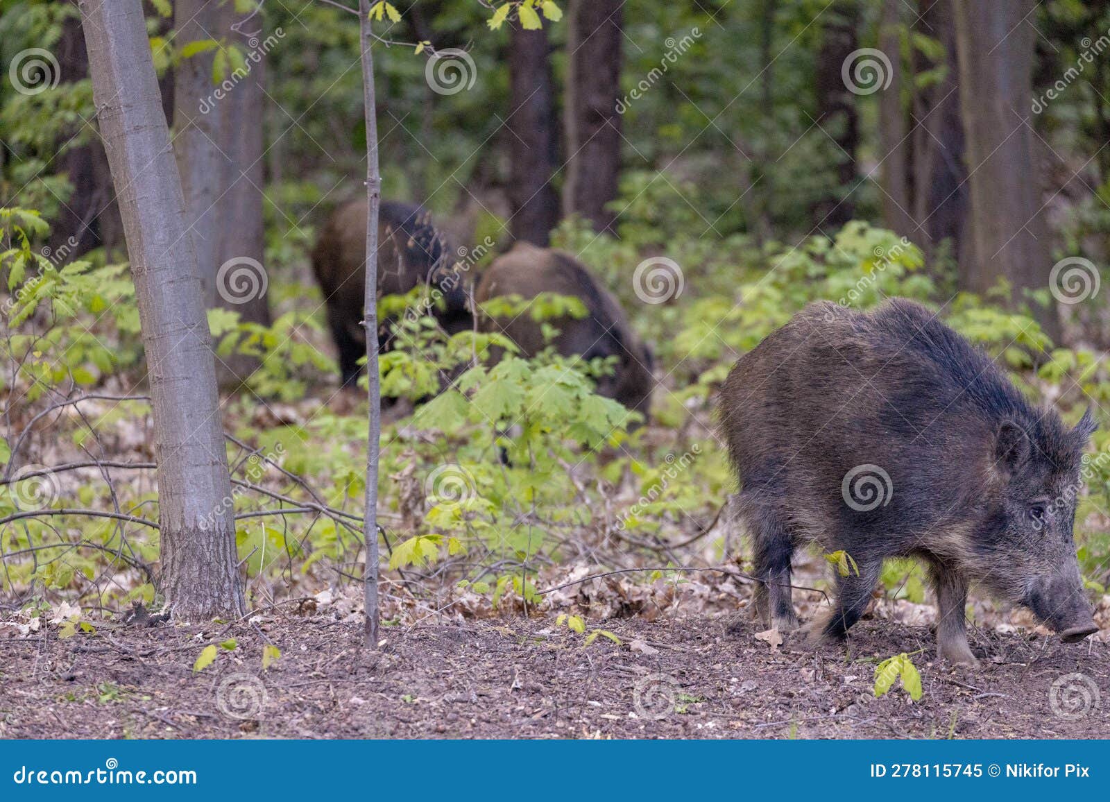 Wild Boar, Venison, Forest. Trees. Day Stock Image - Image of boar ...