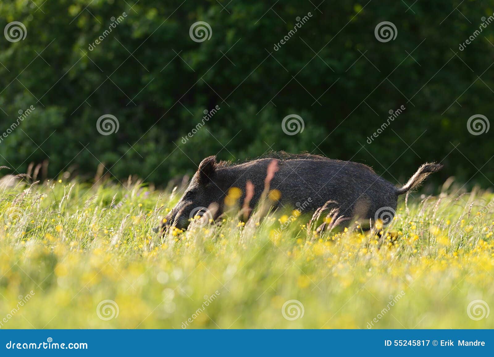 Wild boar walking stock image. Image of animal, dark - 55245817