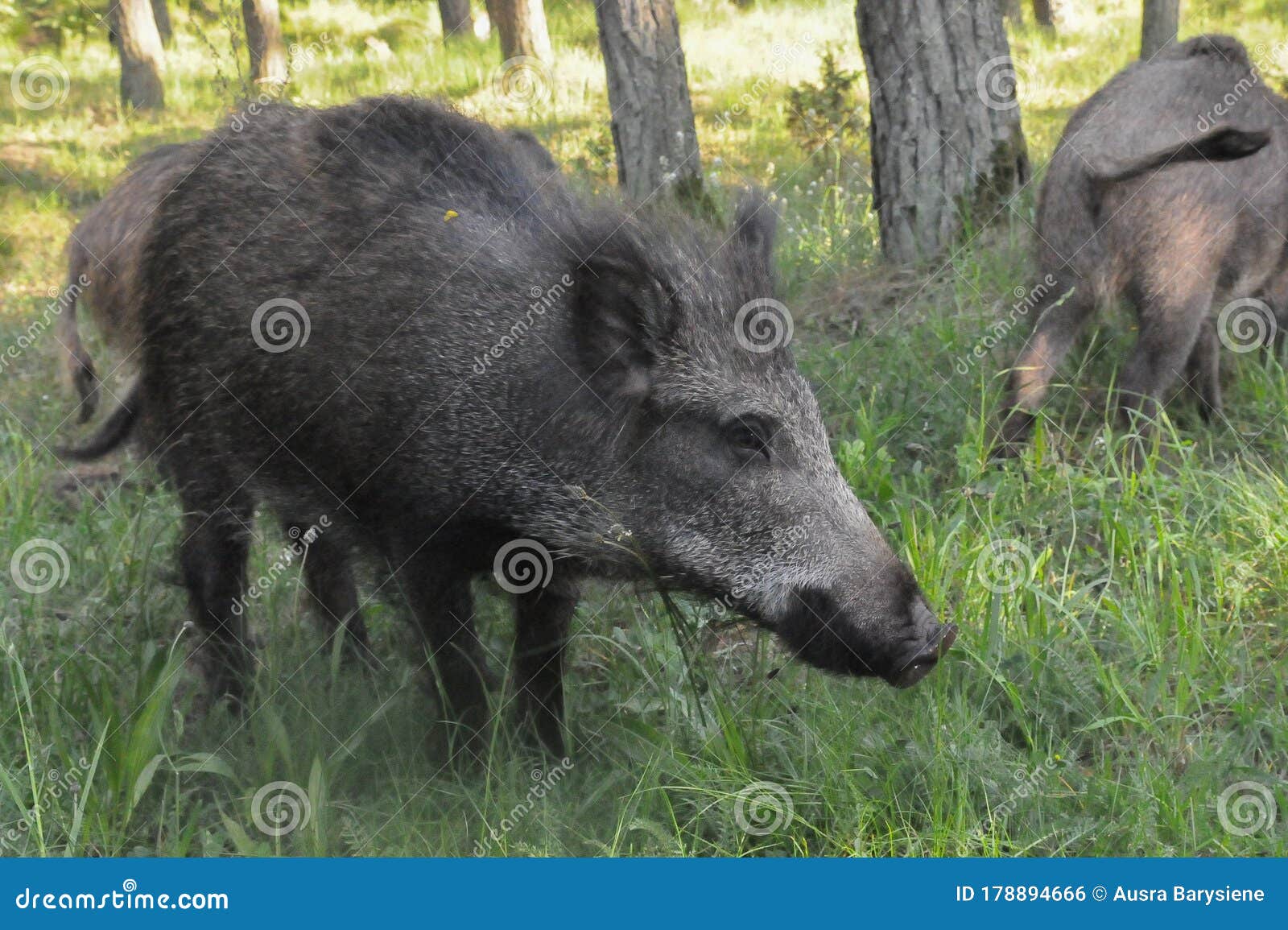 Wild Boar Walking in Forest Stock Photo - Image of summer, boar: 178894666