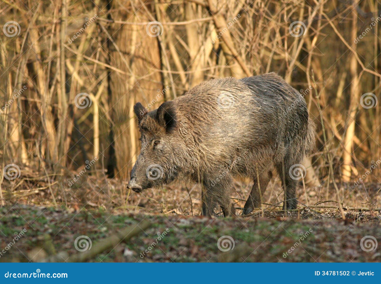 Wild boar stock photo. Image of scrofa, meadow, kitchen - 34781502