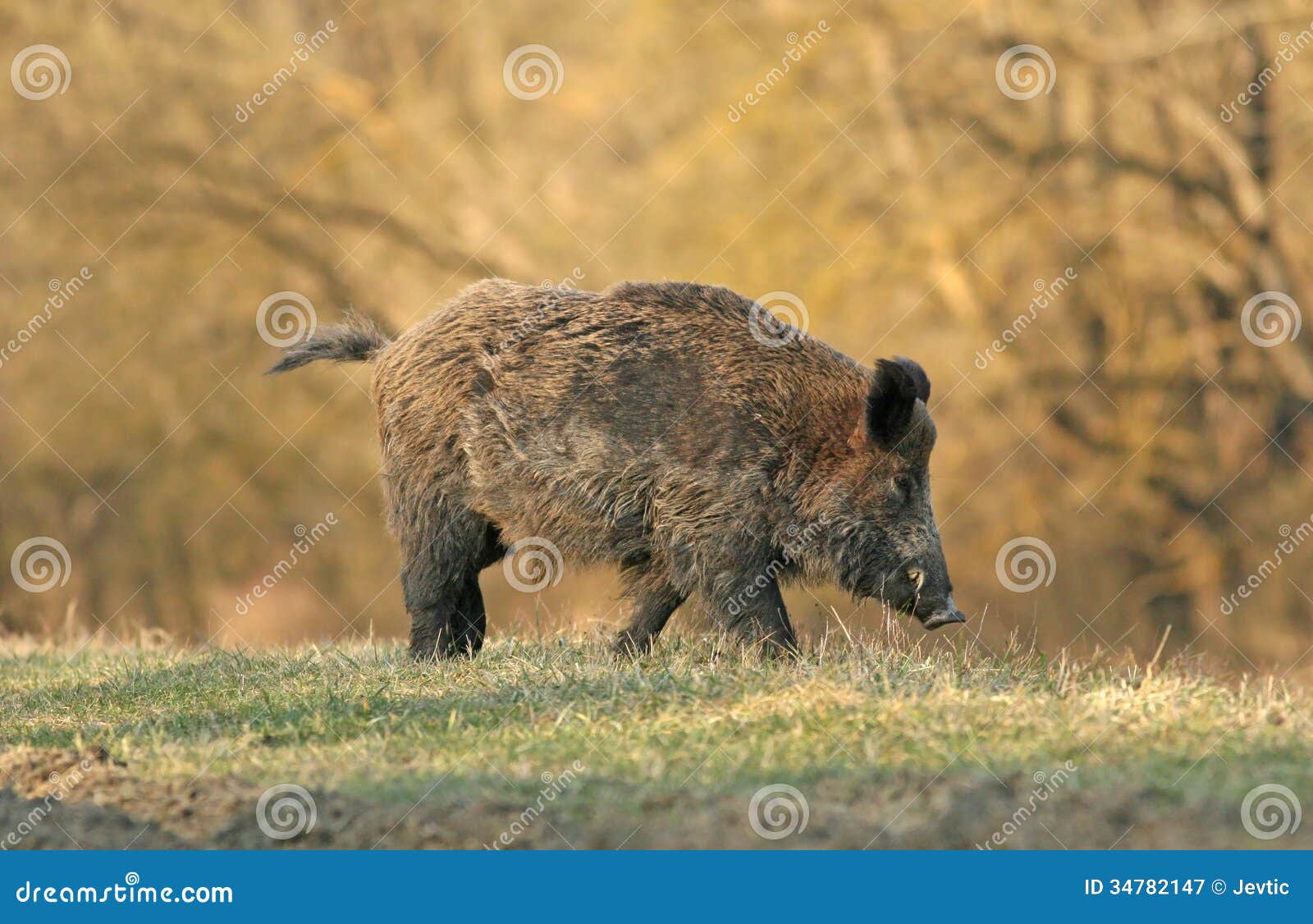 Wild boar stock image. Image of boar, fear, black, bristle - 34782147