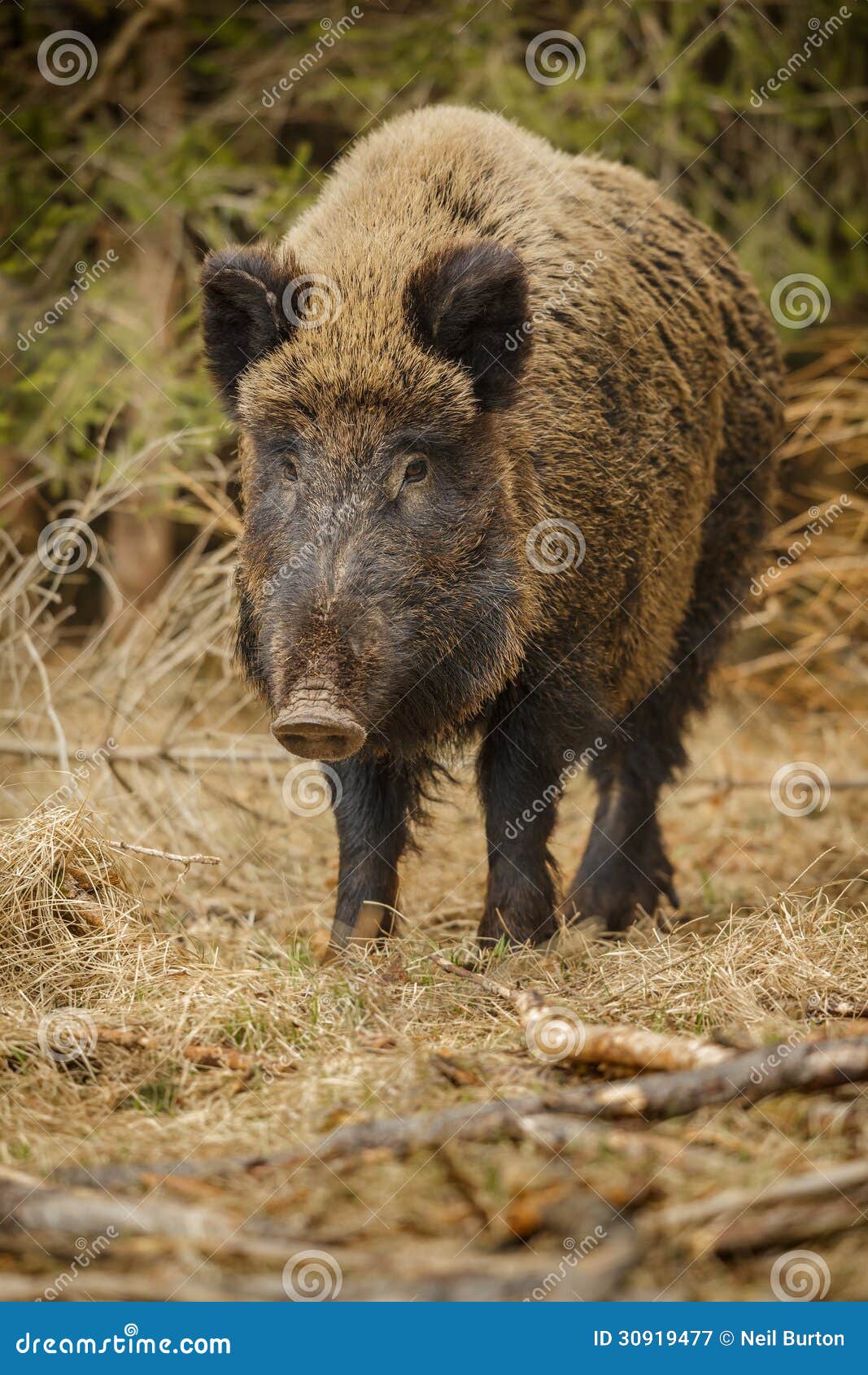 Wild Boar Walking through Forest Stock Image - Image of charging ...