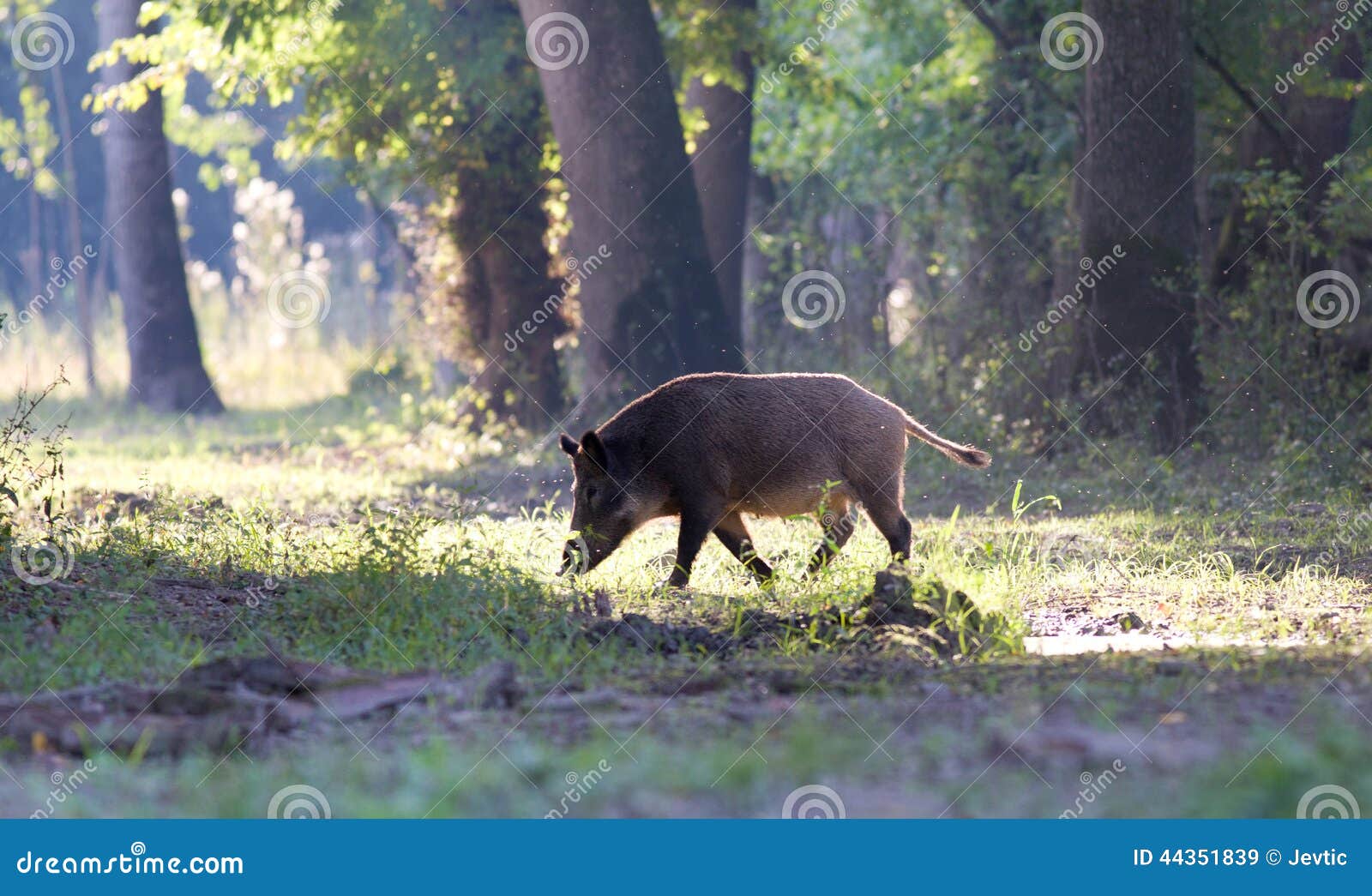 Wild boar stock image. Image of beauty, animal, hunting - 44351839