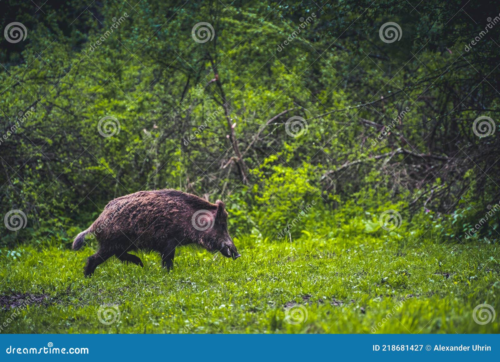 Wild Boar Walking in Forest. Sus Scrofa. Stock Image - Image of hardy ...
