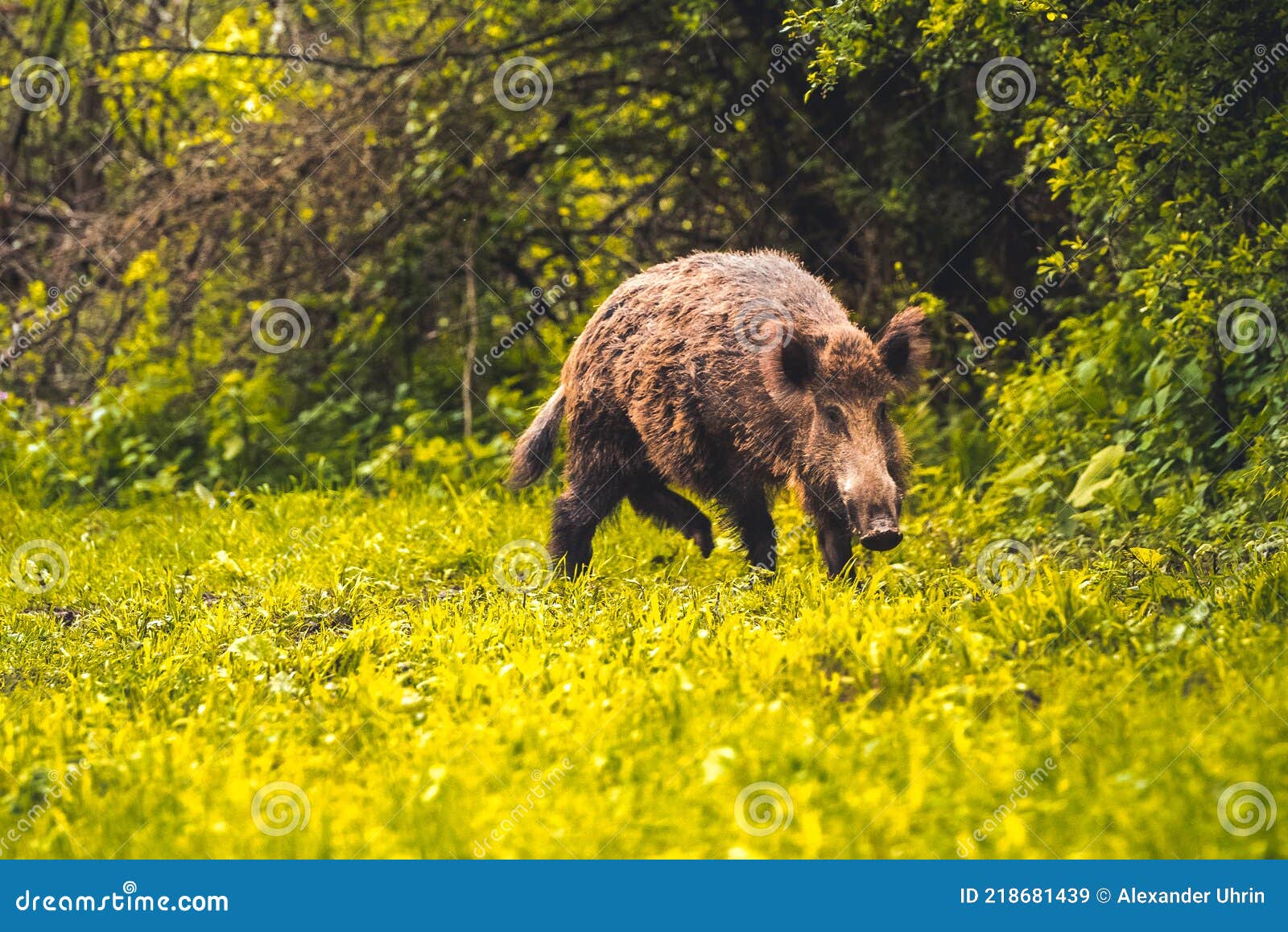Wild Boar Walking in Forest. Sus Scrofa. Stock Image - Image of nature ...