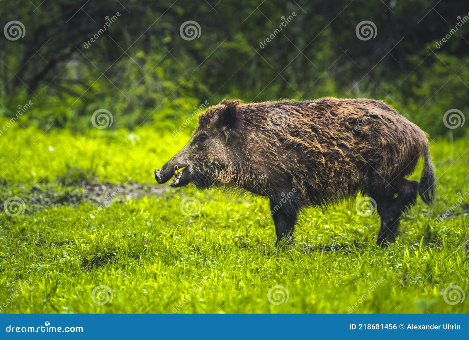 Wild Boar Walking in Forest. Sus Scrofa. Stock Photo - Image of black ...