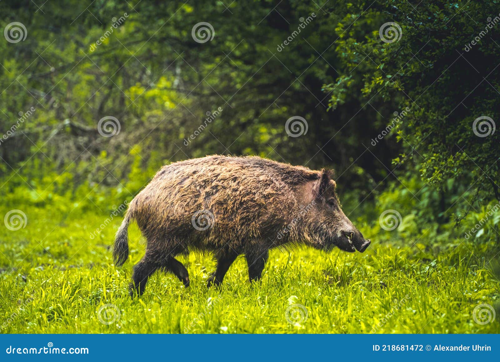 Wild Boar Walking in Forest. Sus Scrofa. Stock Photo - Image of ...