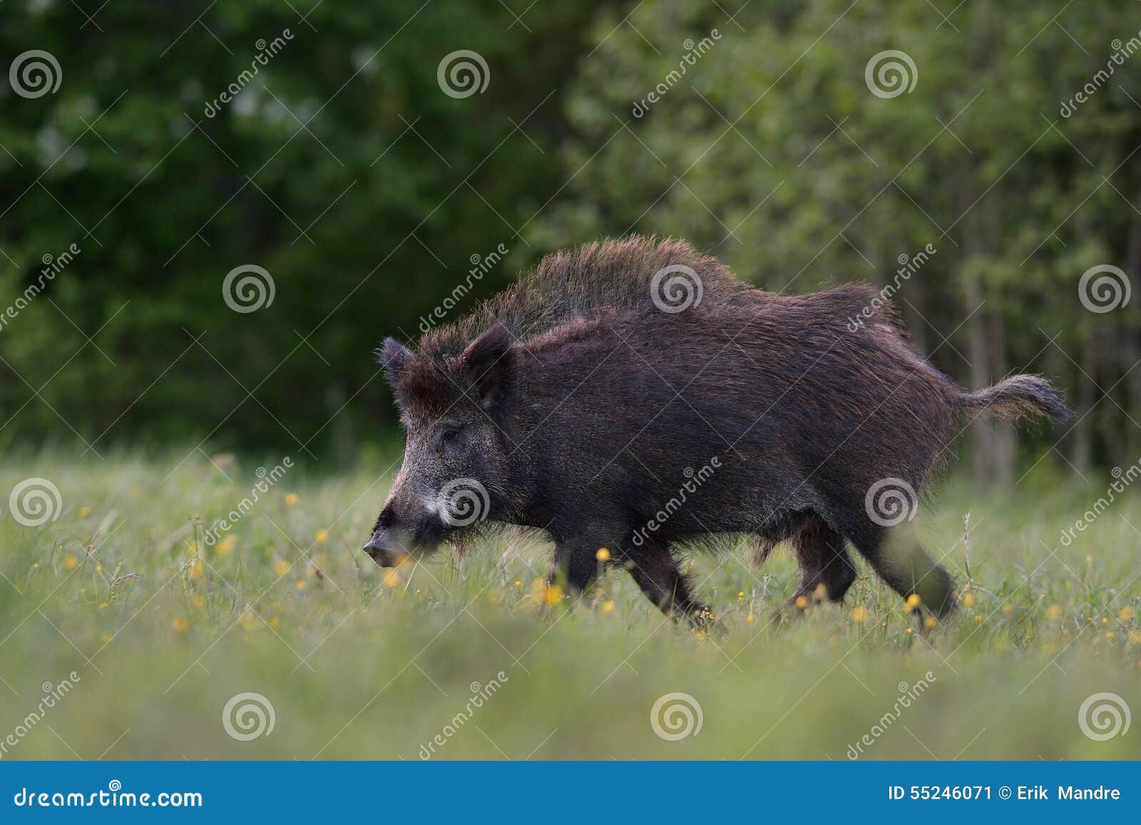 Wild boar walking stock image. Image of formidable, mammal - 55246071
