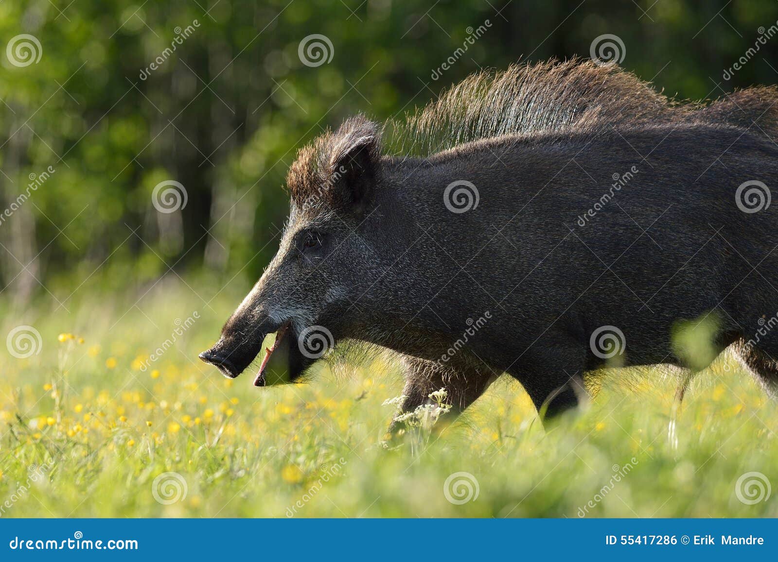 Wild boar walking stock photo. Image of brave, late, european - 55417286