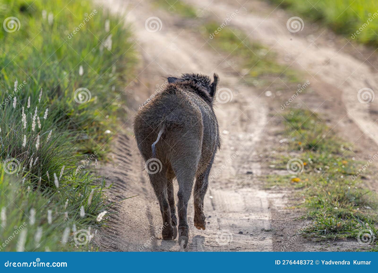 A Wild Boar Walking on a Pathway Stock Photo - Image of hardy, branch ...