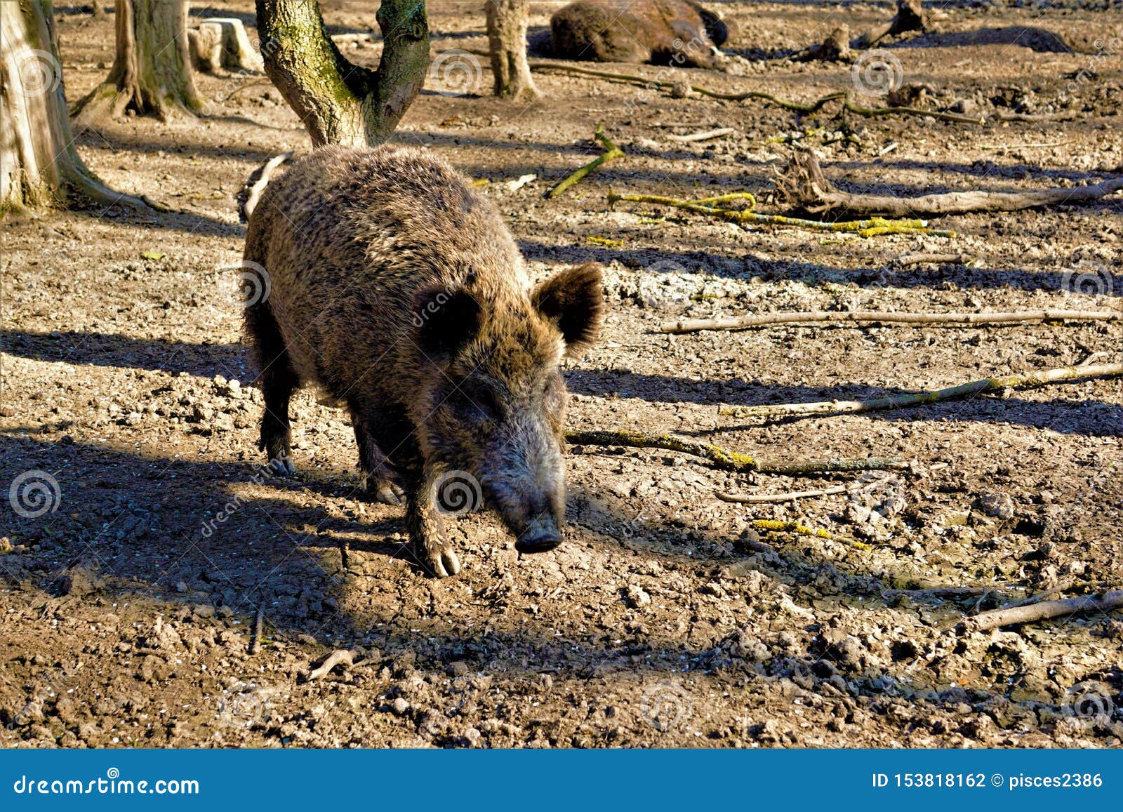 Wild Boar Walking in the Sunny Forest Stock Photo - Image of ...