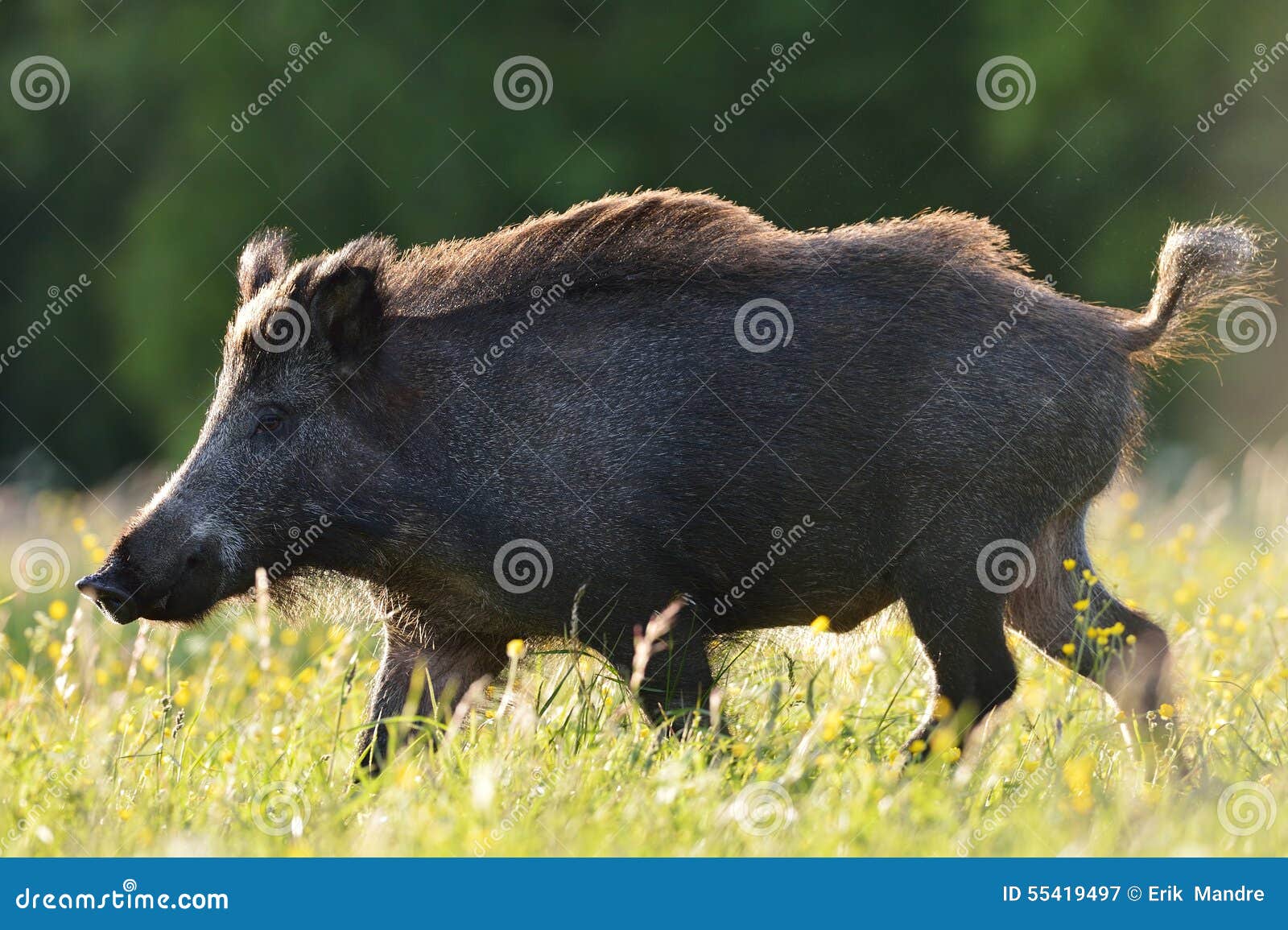 Wild boar walking stock image. Image of contra, seasoned - 55419497