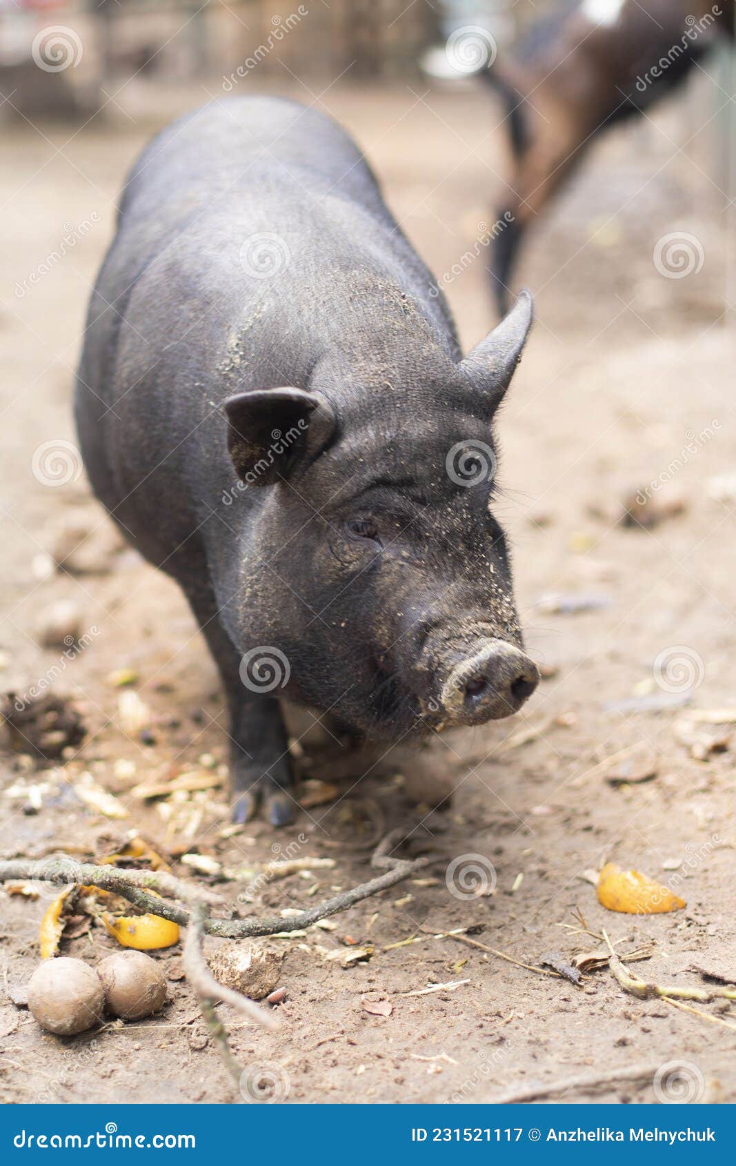 Wild Boar Walks through the Outdoors. Pig Grunts Stock Image - Image of ...