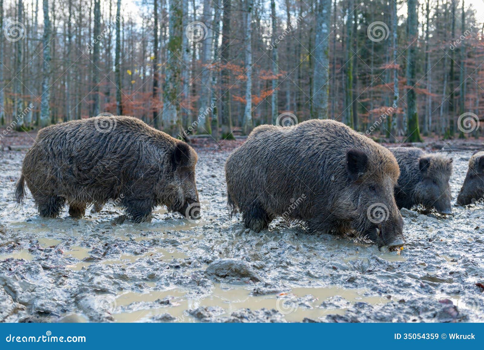 Wild boar stock image. Image of hunt, wallow, scrofa - 35054359
