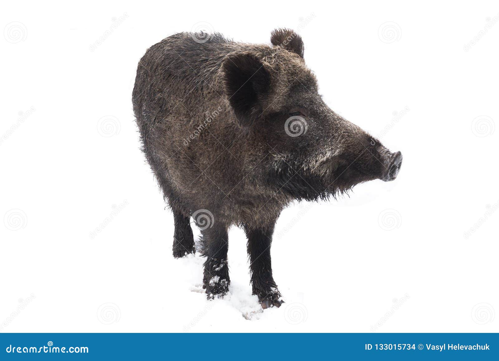 Wild boar on a white stock photo. Image of looking, wildlife - 133015734