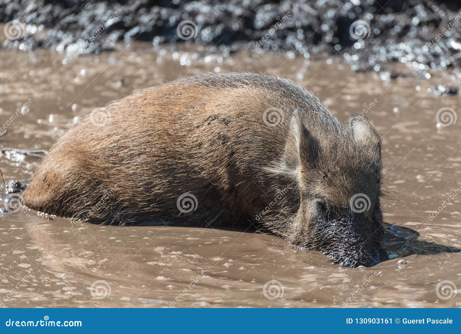 Wild boar stock image. Image of portrait, male, outdoor - 130903161
