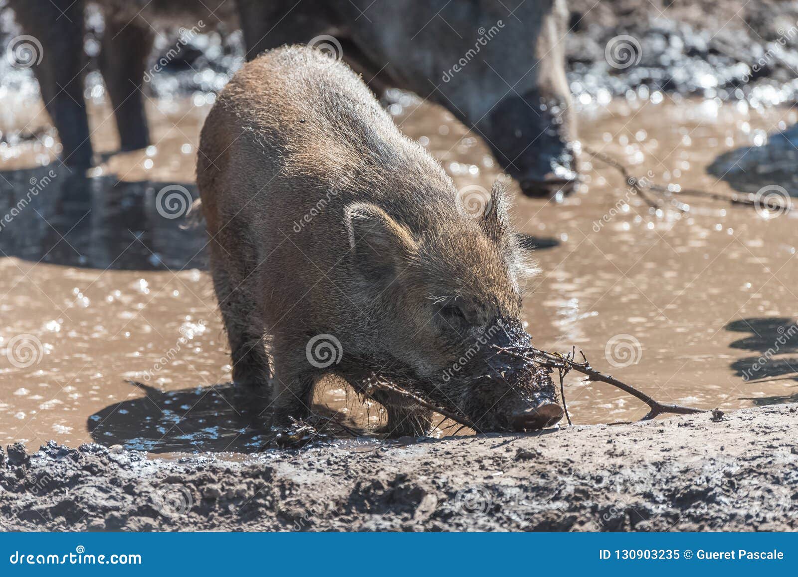 Wild boar stock image. Image of male, hair, outdoor - 130903235