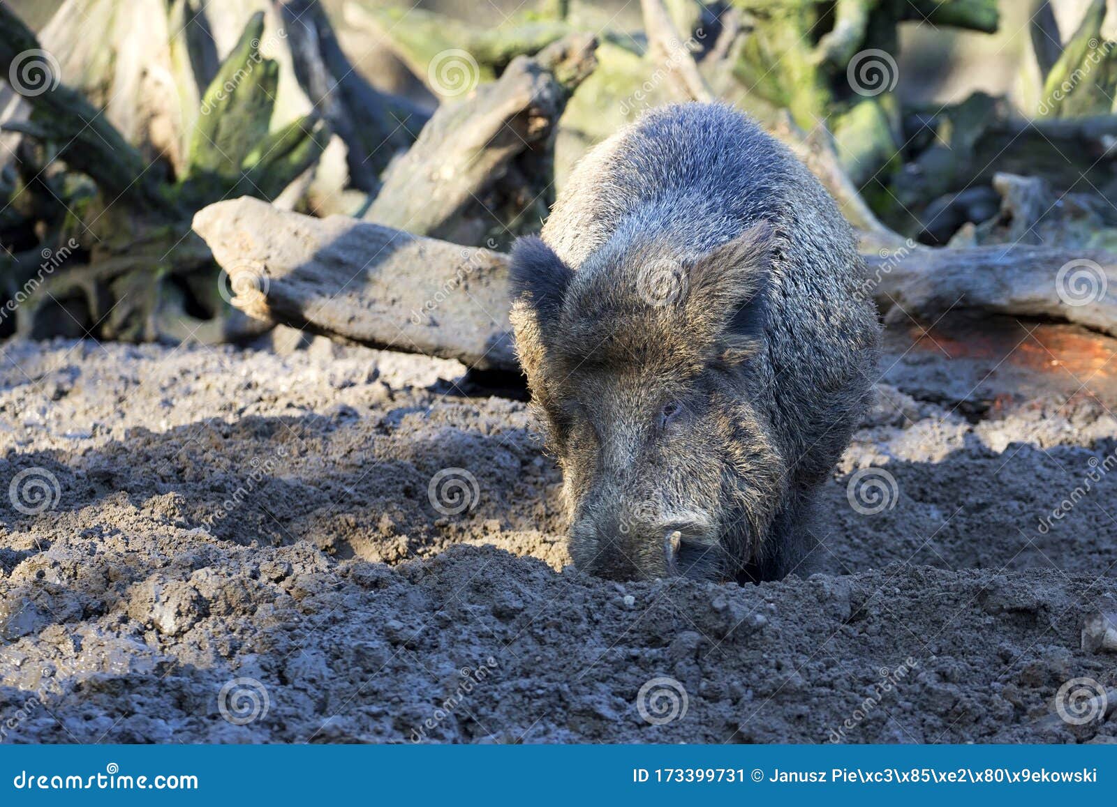 Wild boar in the wild stock image. Image of clearing - 173399731
