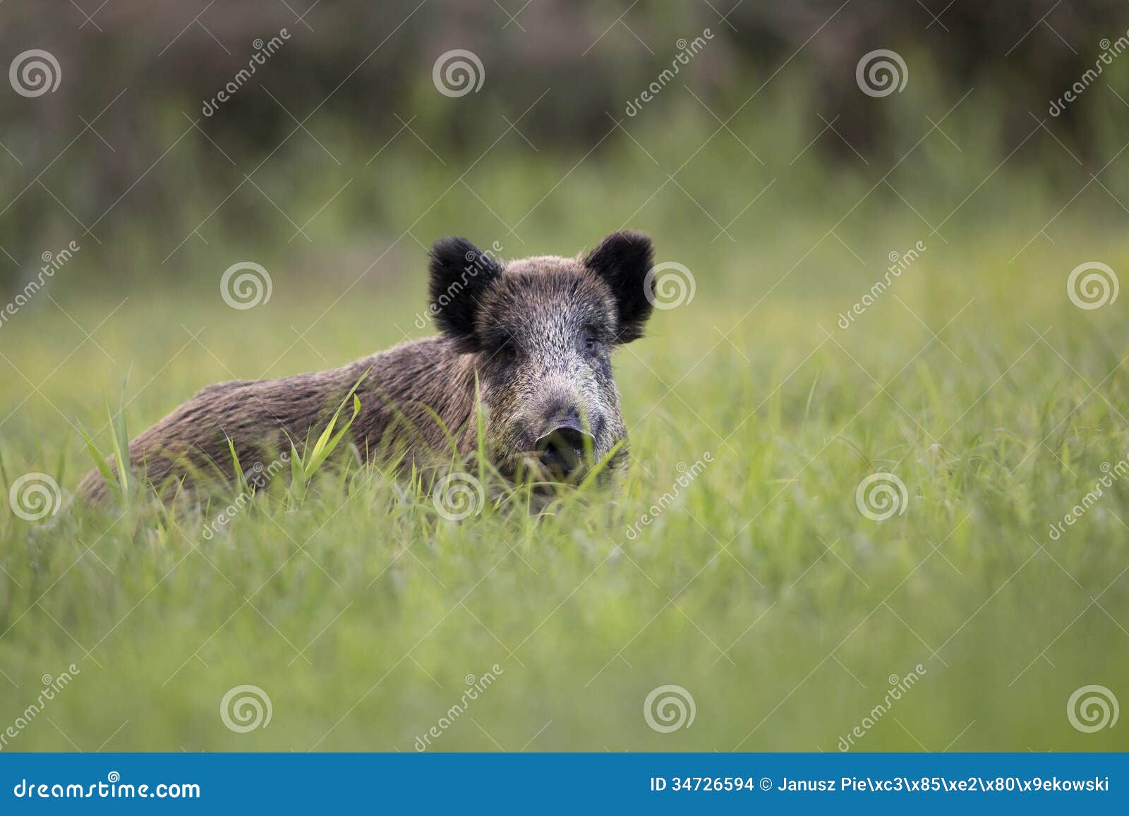 Wild boar stock photo. Image of dzika, dzik, animals - 34726594