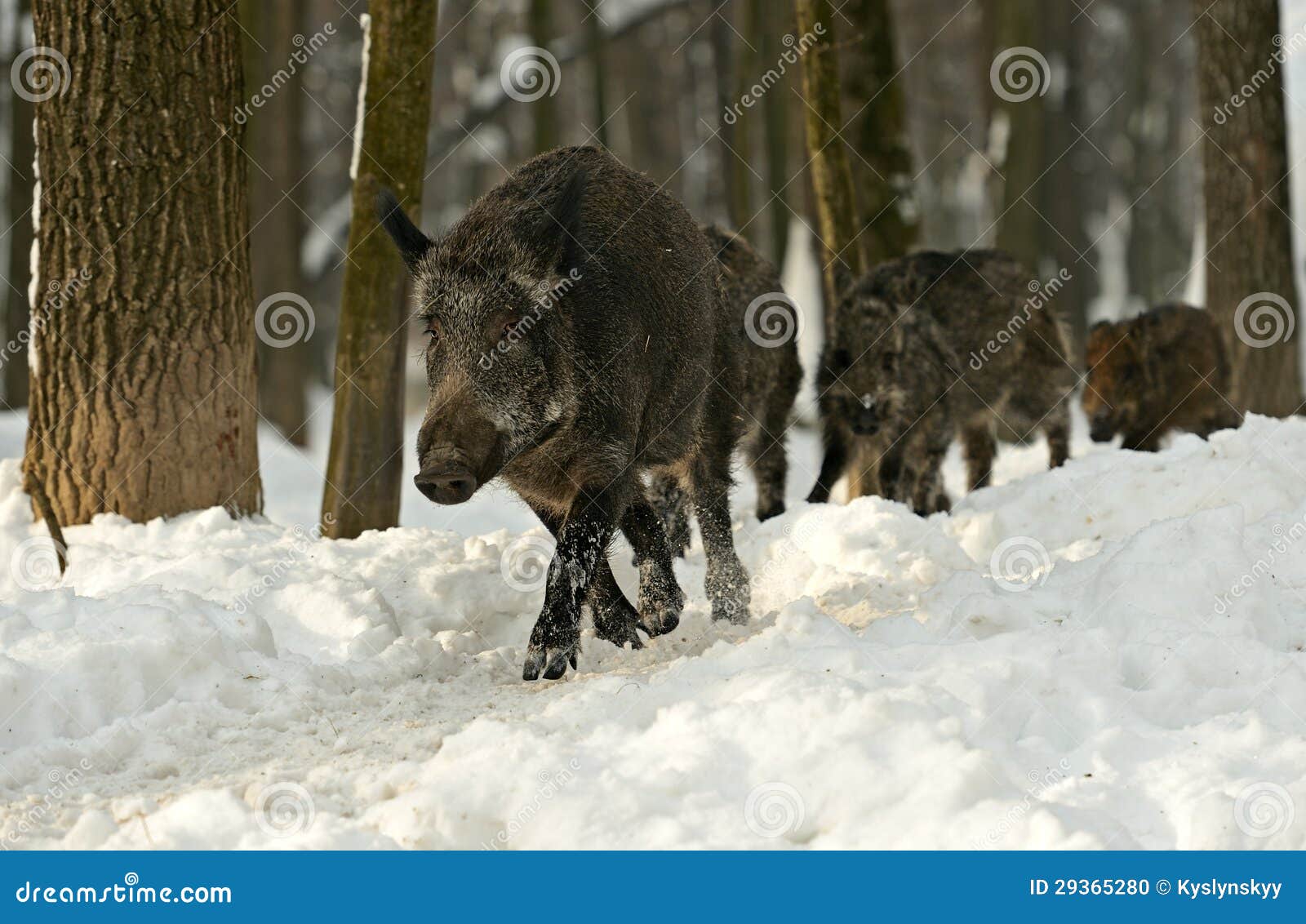 Wild boar in winter stock photo. Image of nature, omnivorous - 29365280