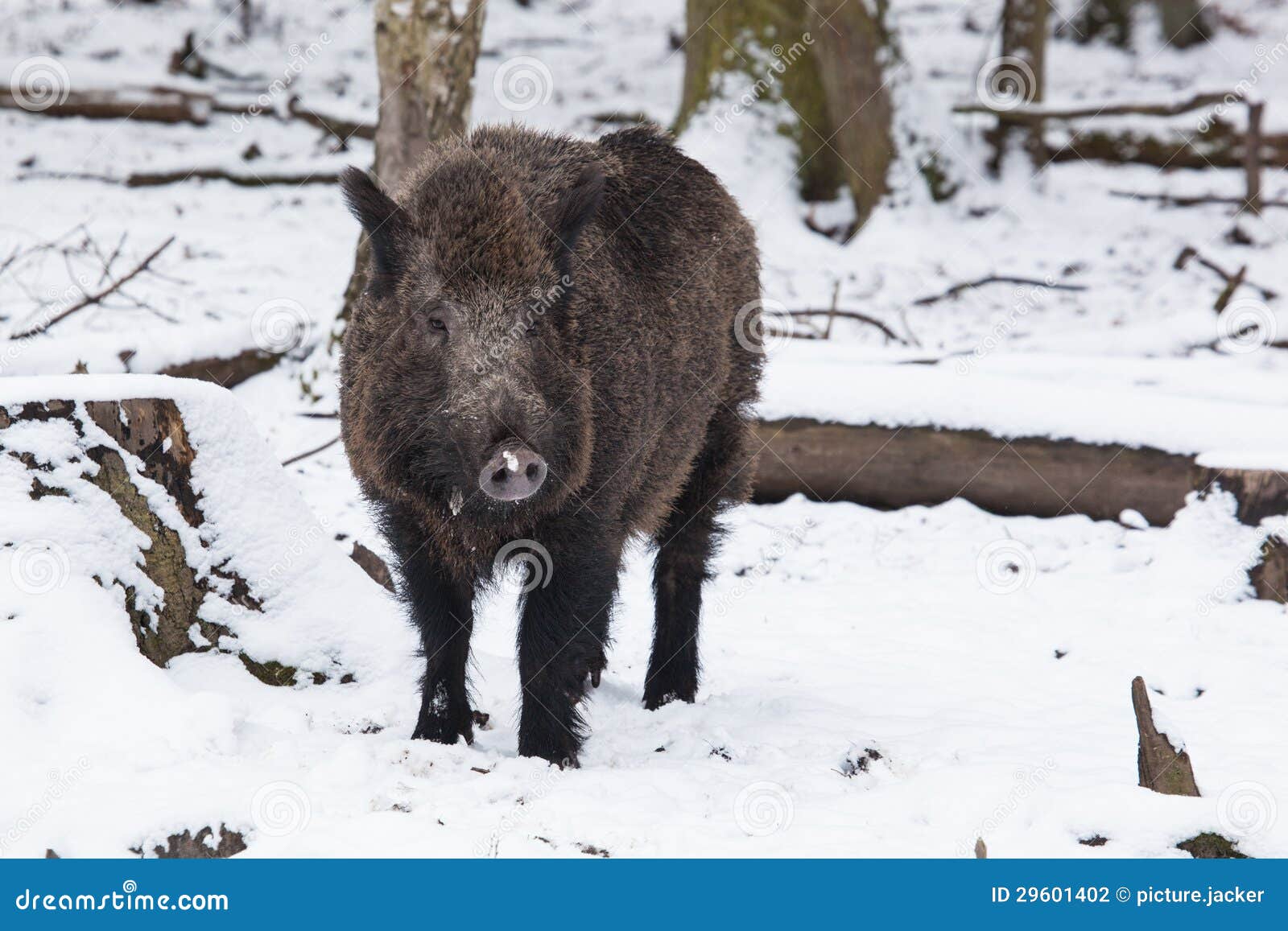Wild boar in winter stock photo. Image of frost, frosty - 29601402