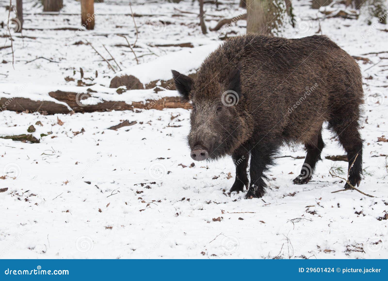 Wild boar in winter stock photo. Image of fear, beast - 29601424