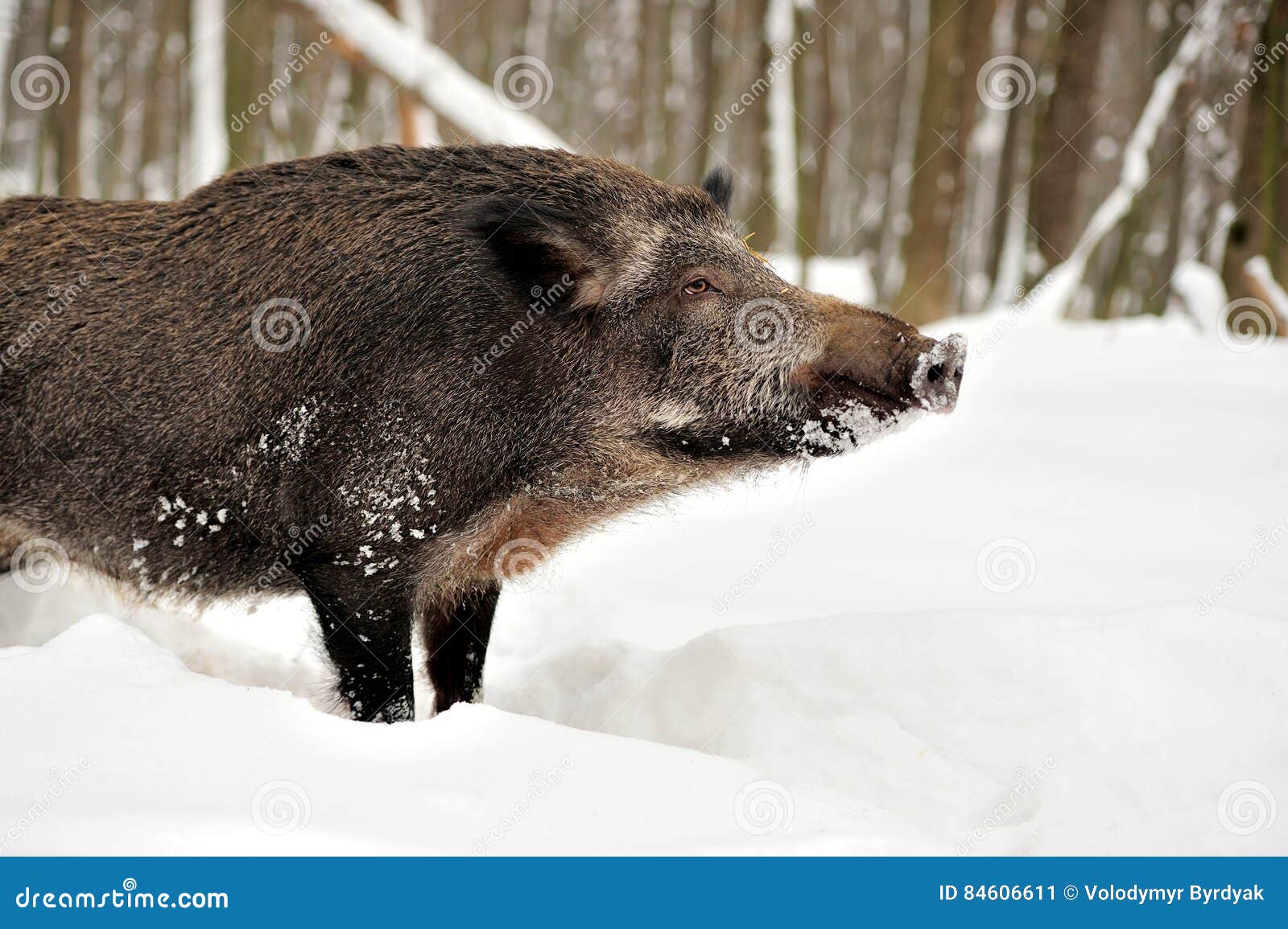 Wild boar in winter stock image. Image of nature, dangerous - 84606611