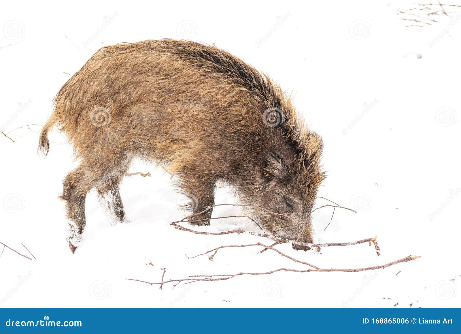Wild Boar in Winter Forest with His Snout in the Snow Stock Photo ...