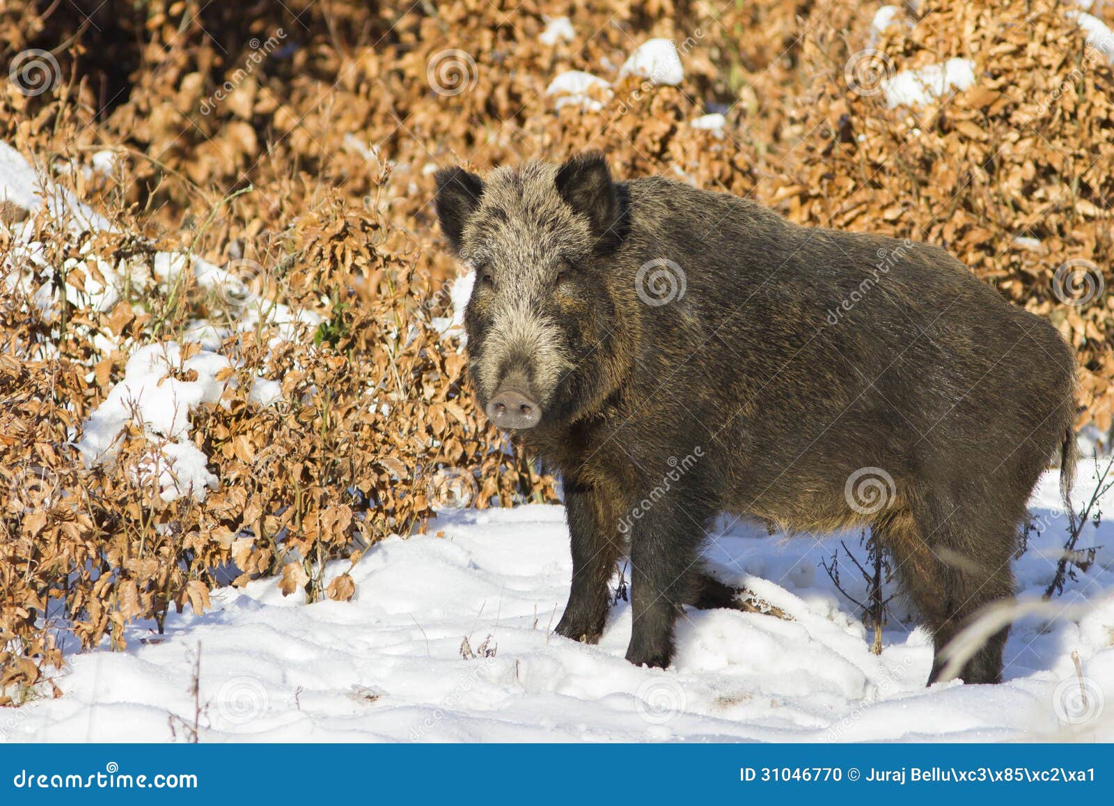 The wild-boar stock photo. Image of wild, nature, animal - 31046770