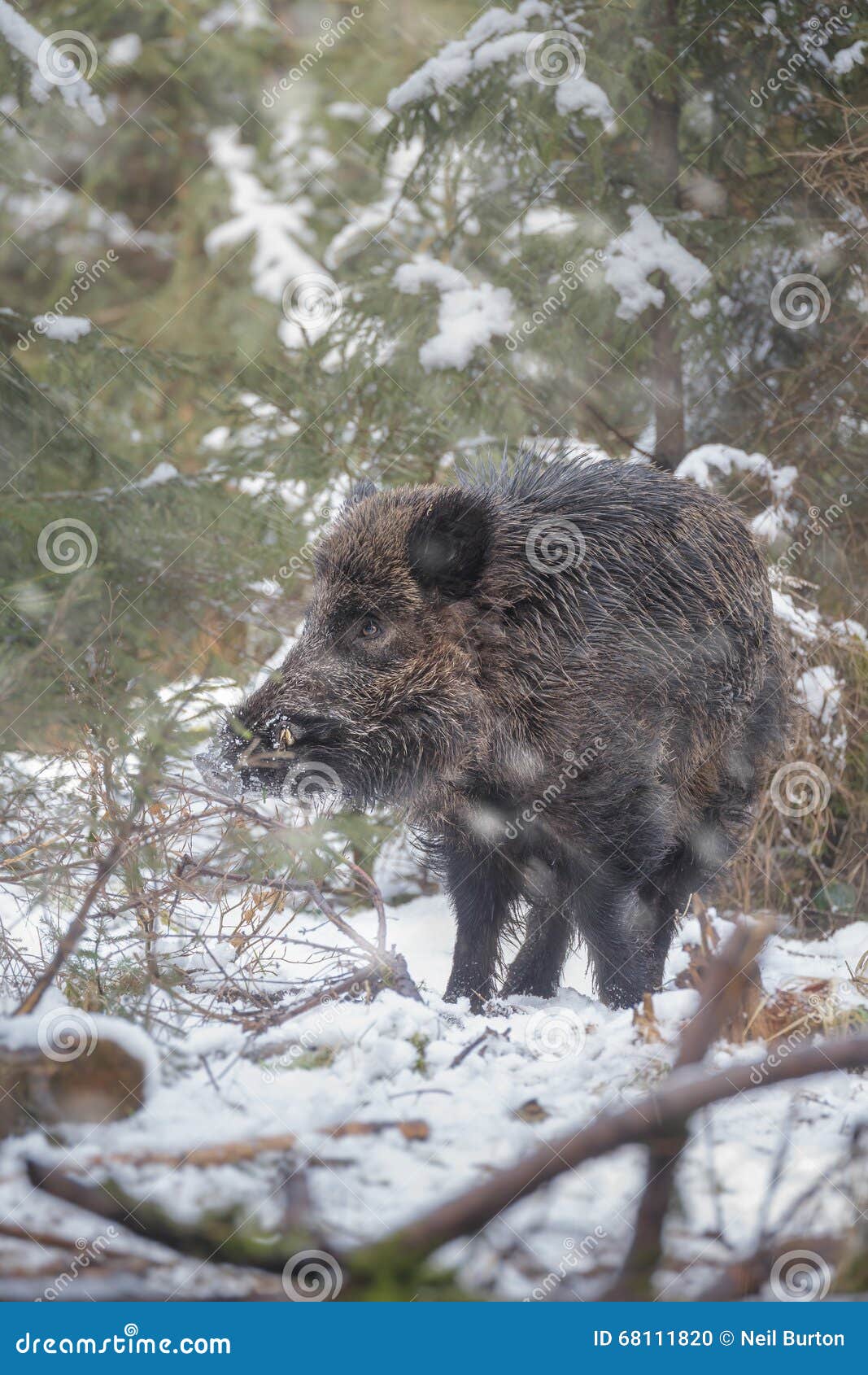 Wild boar in winter stock photo. Image of protected, dangerous - 68111820