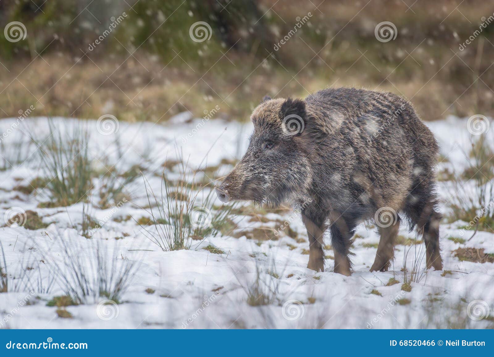 Wild boar in winter snow stock photo. Image of dark, hunted - 68520466