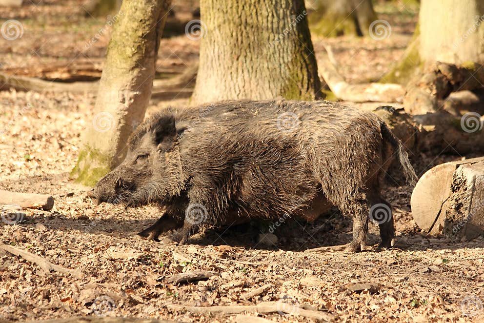 Wild boar stock image. Image of animal, farrow, spring - 92989799