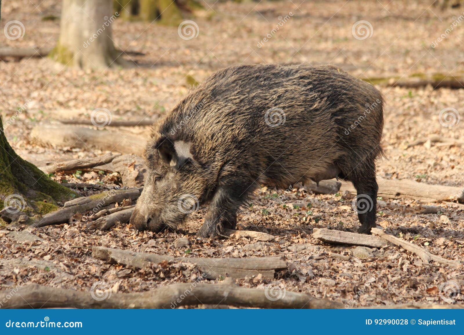 Wild boar stock photo. Image of animal, fall, field, swine - 92990028