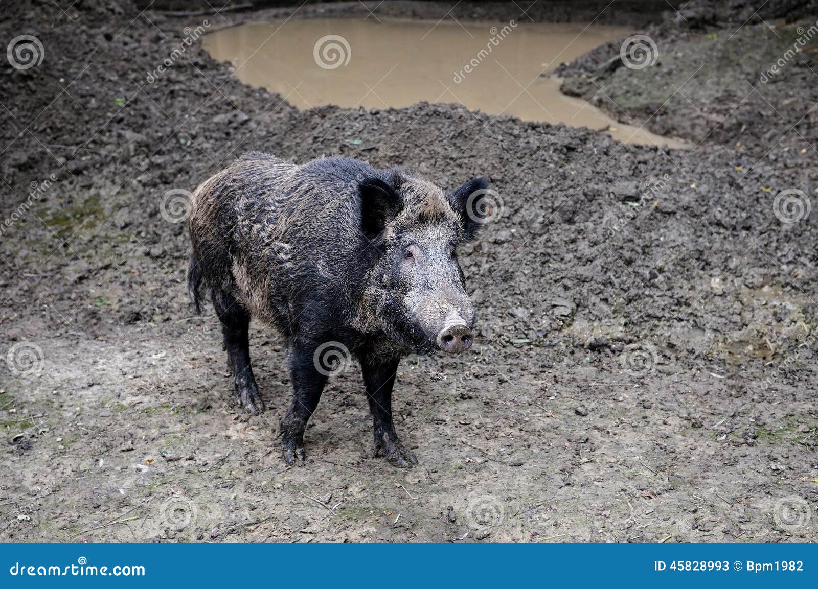 Wild boar in wood. stock image. Image of charge, forest - 45828993
