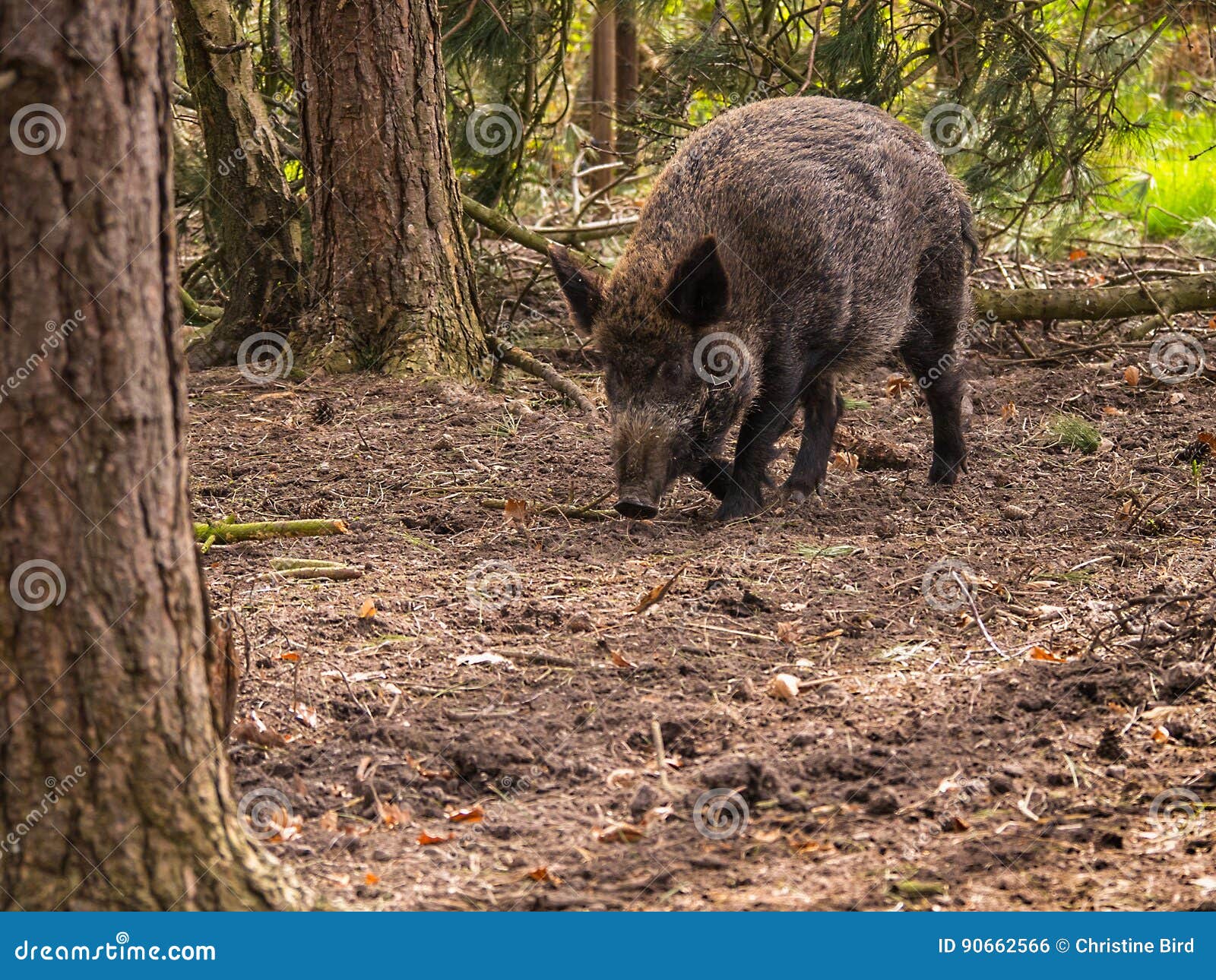 Wild boar in woodland stock photo. Image of animal, hair - 90662566