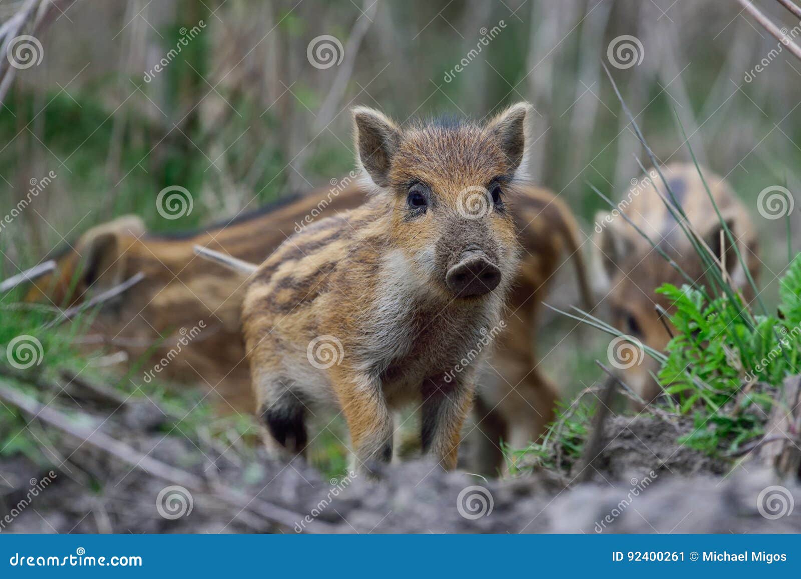 Wild boar, young boar stock image. Image of watchful - 92400261