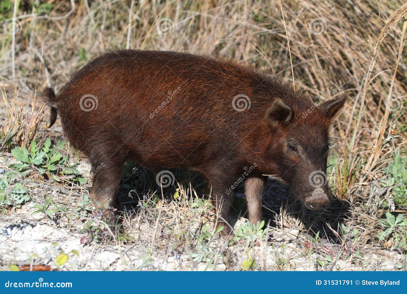 Wild Boar stock image. Image of nature, mammal, field - 31531791