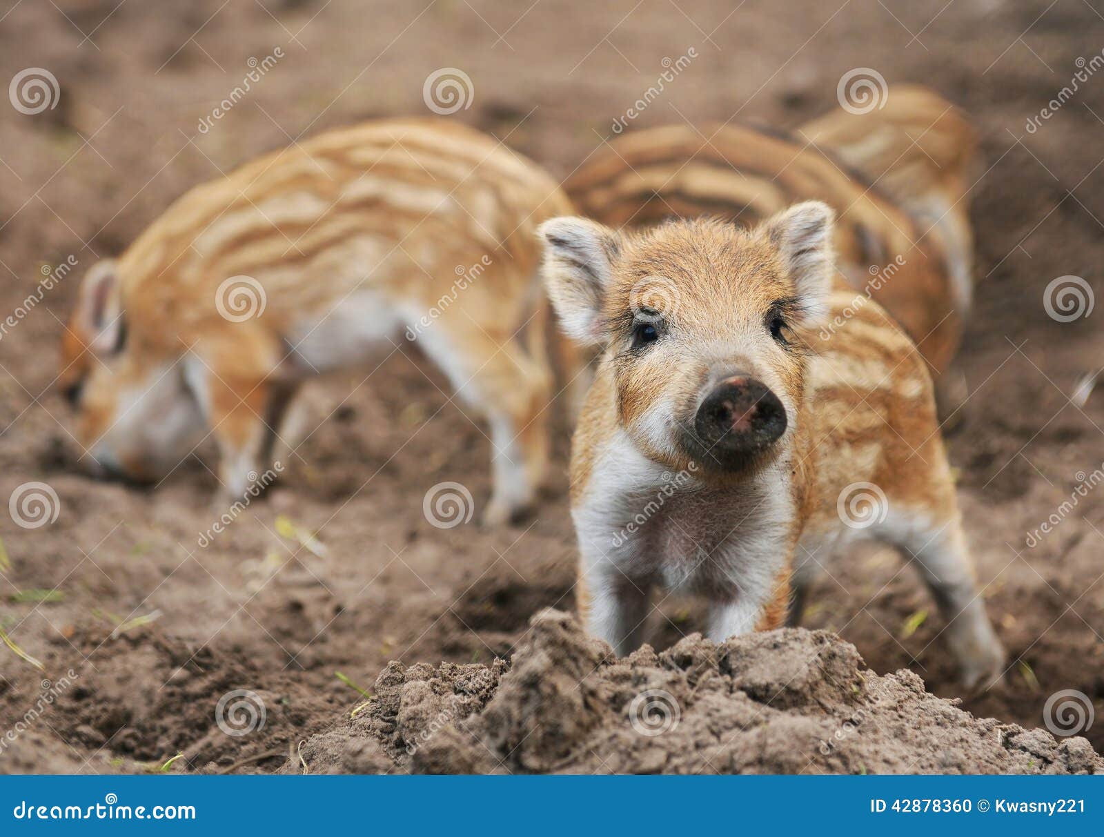 Wild boar stock photo. Image of mammal, nose, live, stone - 42878360