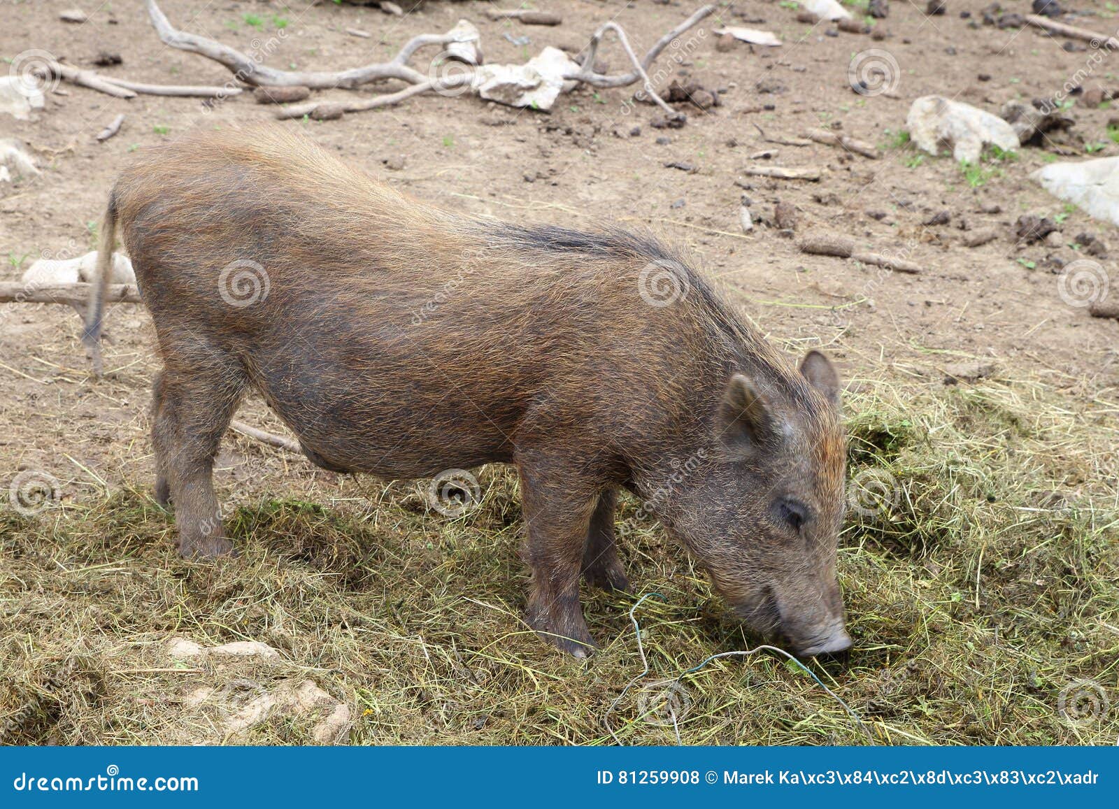 Wild boar stock photo. Image of grass, nature, fauna - 81259908