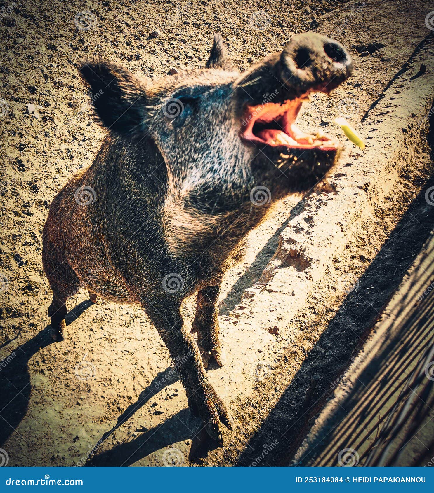 Wild Board eating stock photo. Image of board, photograph - 253184084