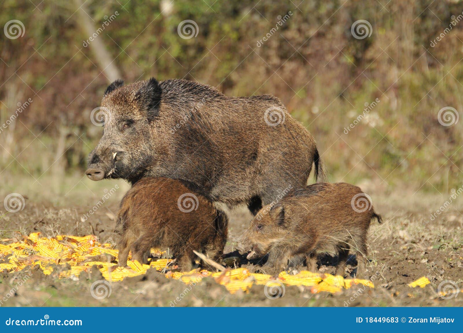 Wild boars stock image. Image of omnivores, hair, outdoor - 18449683