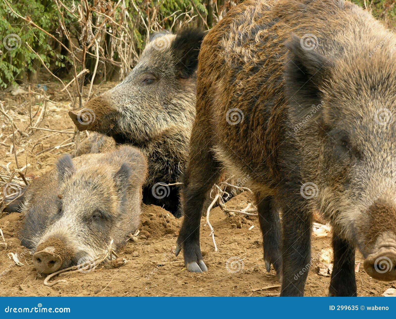 Wild boars stock image. Image of smell, wildlife, nature - 299635