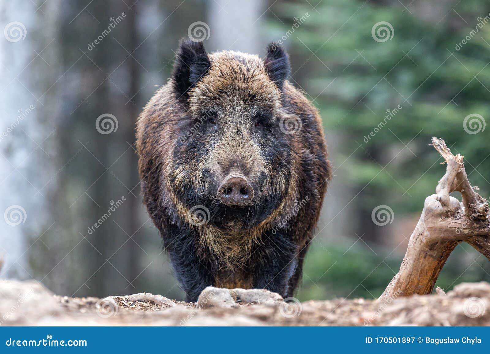 Wild Boars in the Bavarian Forest in Germany Stock Image - Image of ...
