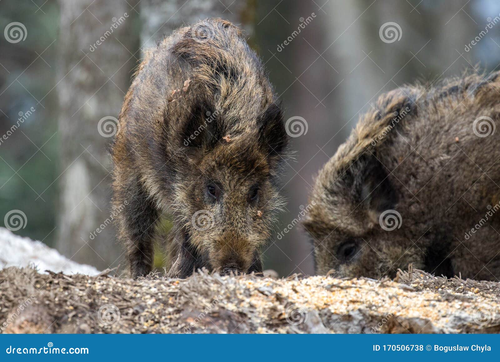 Wild Boars in the Bavarian Forest in Germany Stock Photo - Image of ...