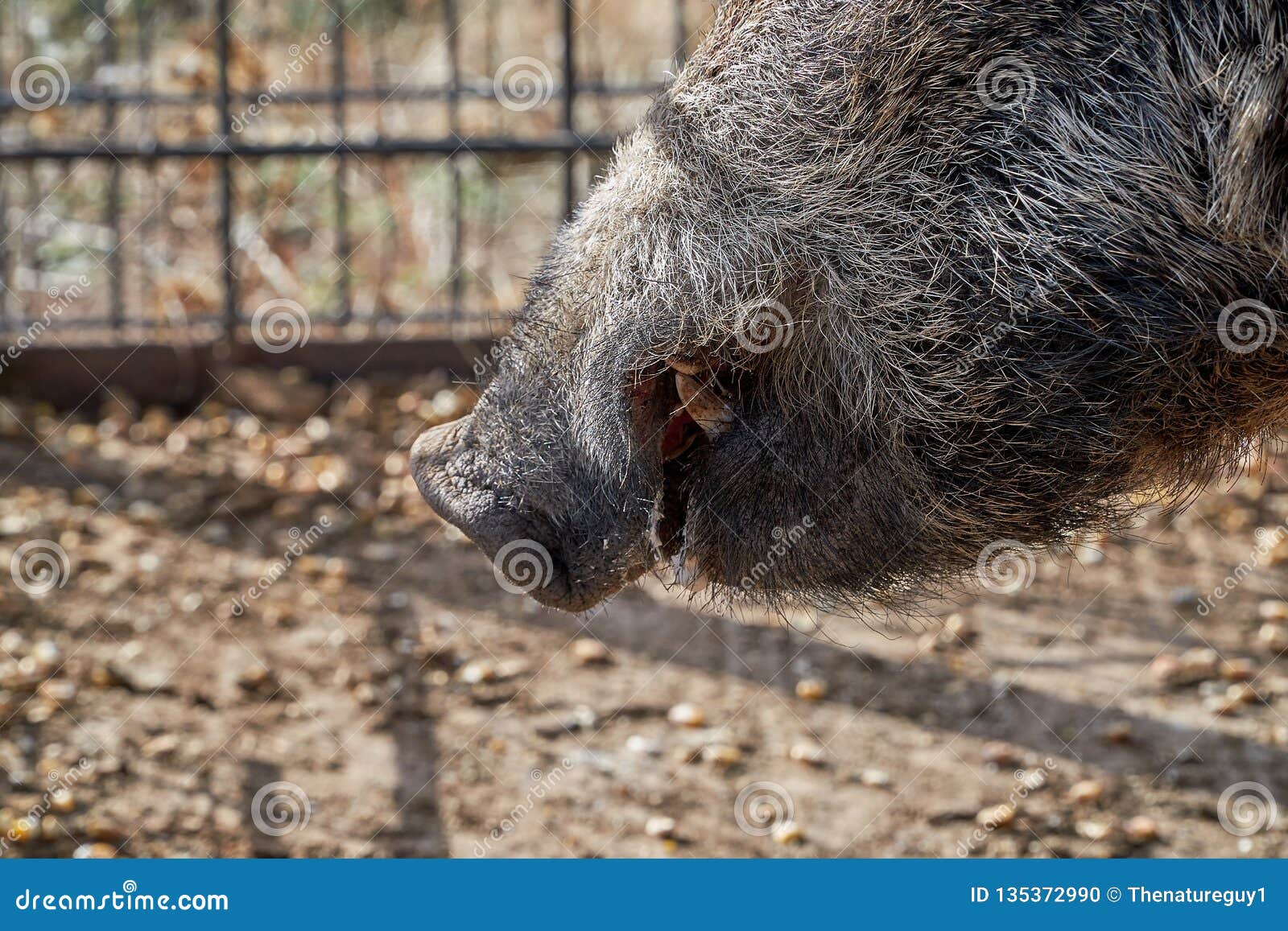 Wild Boars Caught in a Box Trap Stock Photo - Image of beast, mammal ...