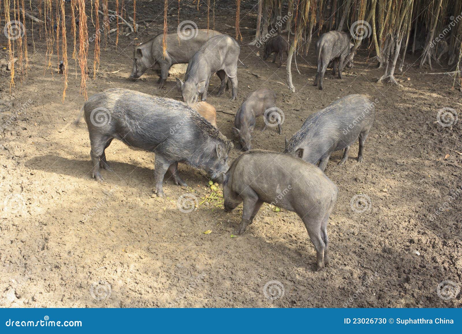 Wild Boars Eating stock photo. Image of boar, mammal - 23026730