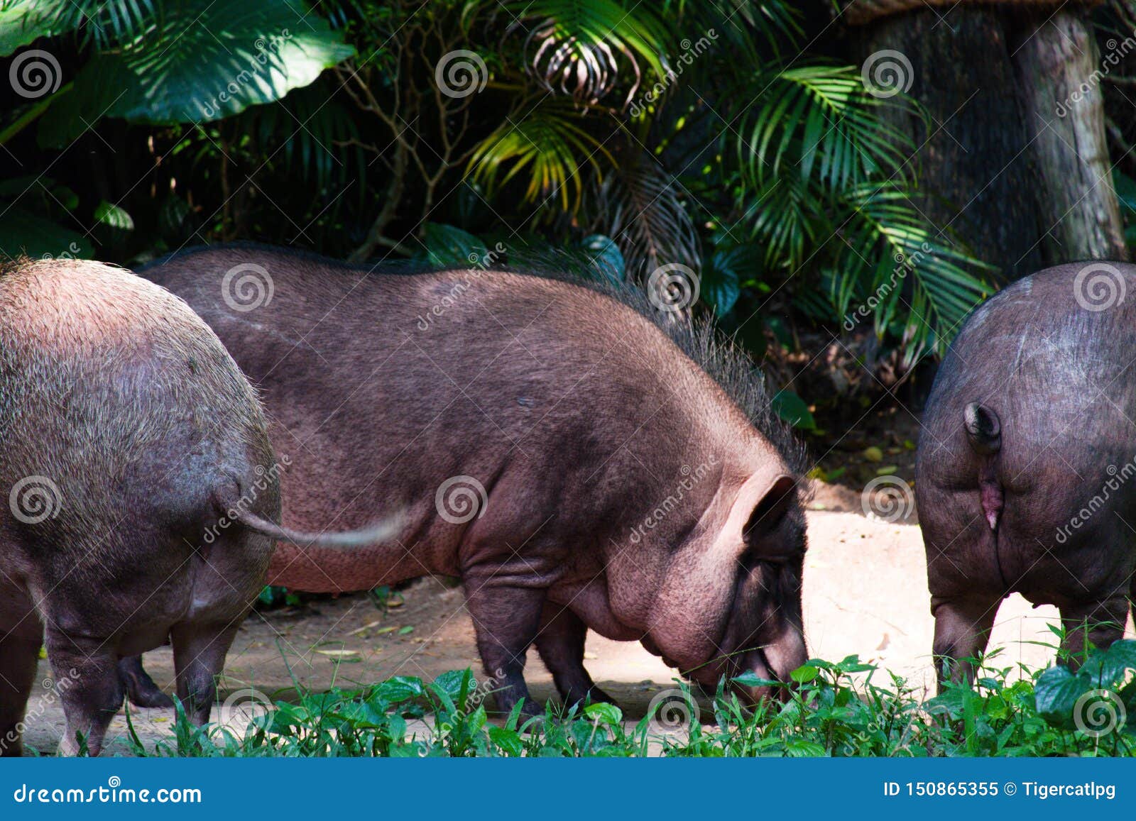 Wild Boars Eating Food in the Forest Backgound Stock Image - Image of ...