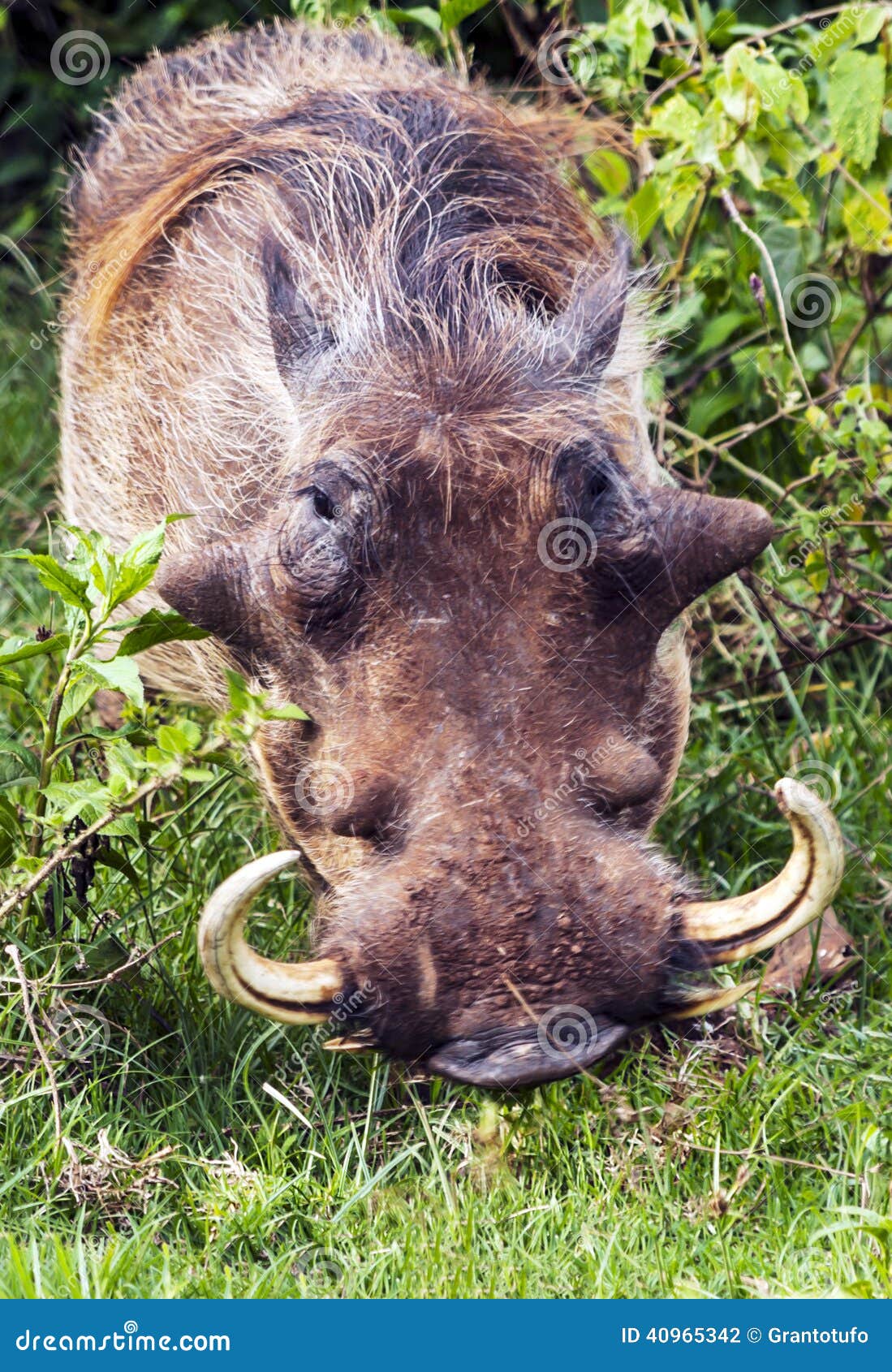 Wild boars eating stock photo. Image of male, lone, face - 40965342